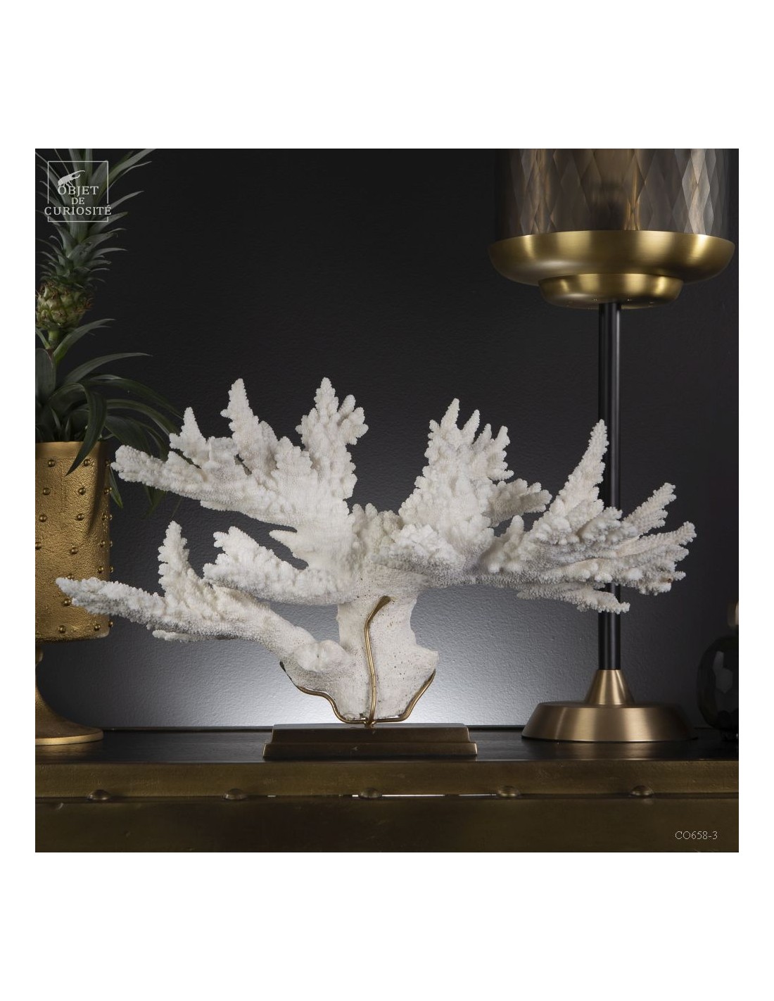 Corail blanc branch - ACROPORA FLORIDA - sur laiton