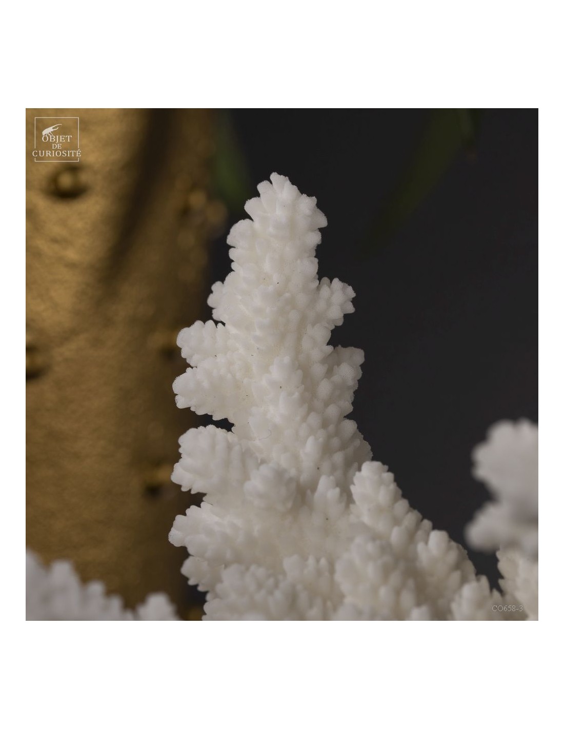 Corail blanc branch - ACROPORA FLORIDA - sur laiton