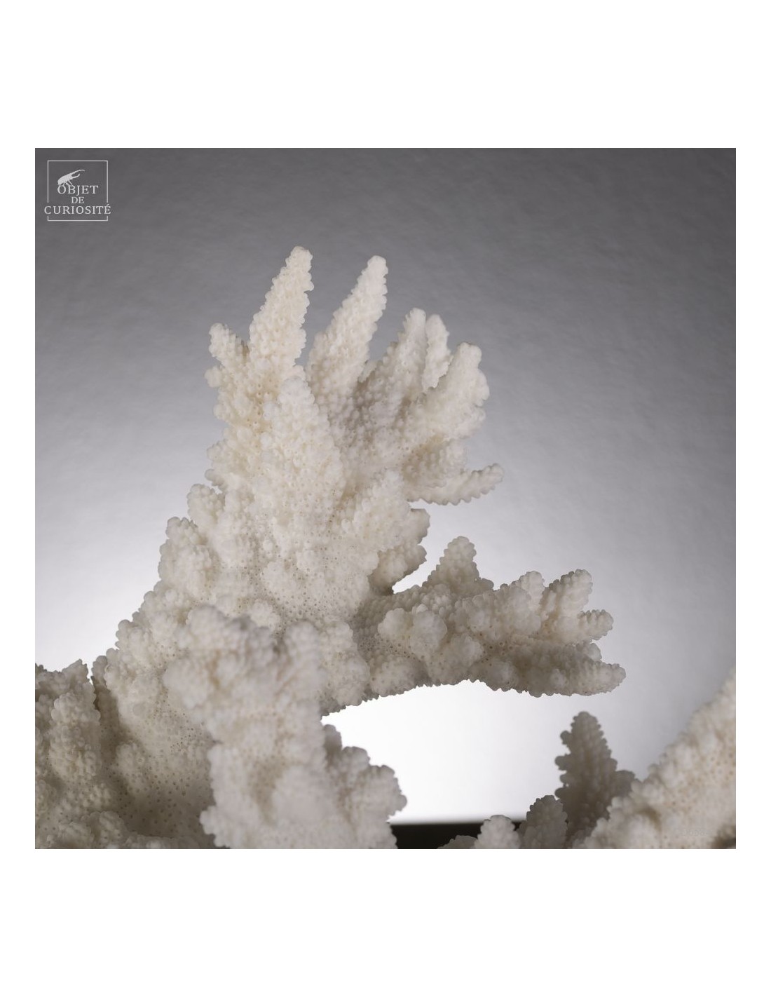 Corail blanc branch - ACROPORA FLORIDA - sur laiton
