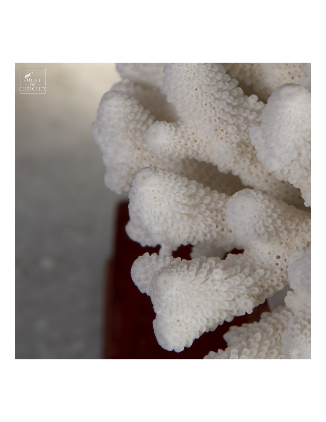 Corail blanc Finger ACROPORA HUMILIS sur laiton