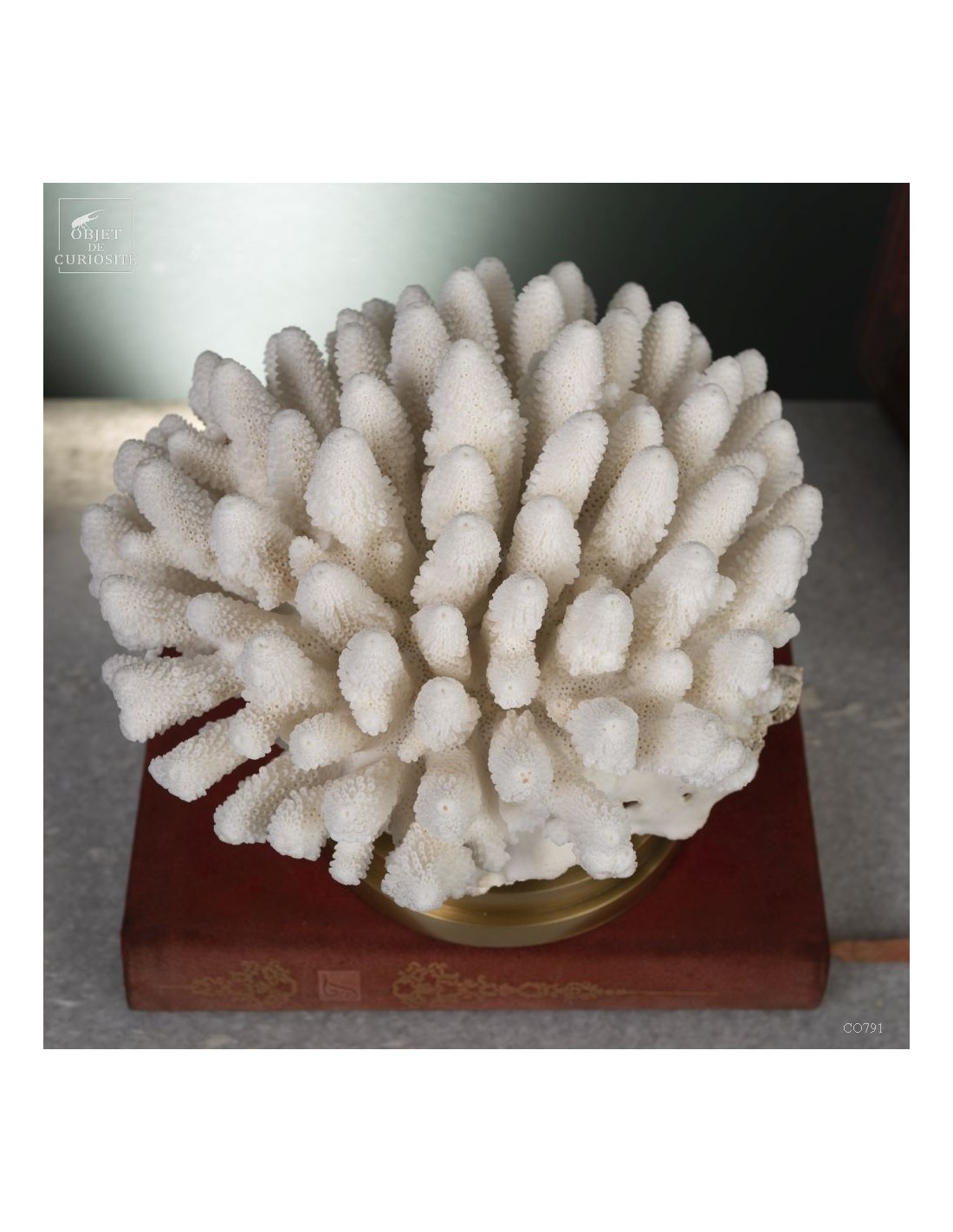 Corail blanc Finger ACROPORA HUMILIS sur laiton