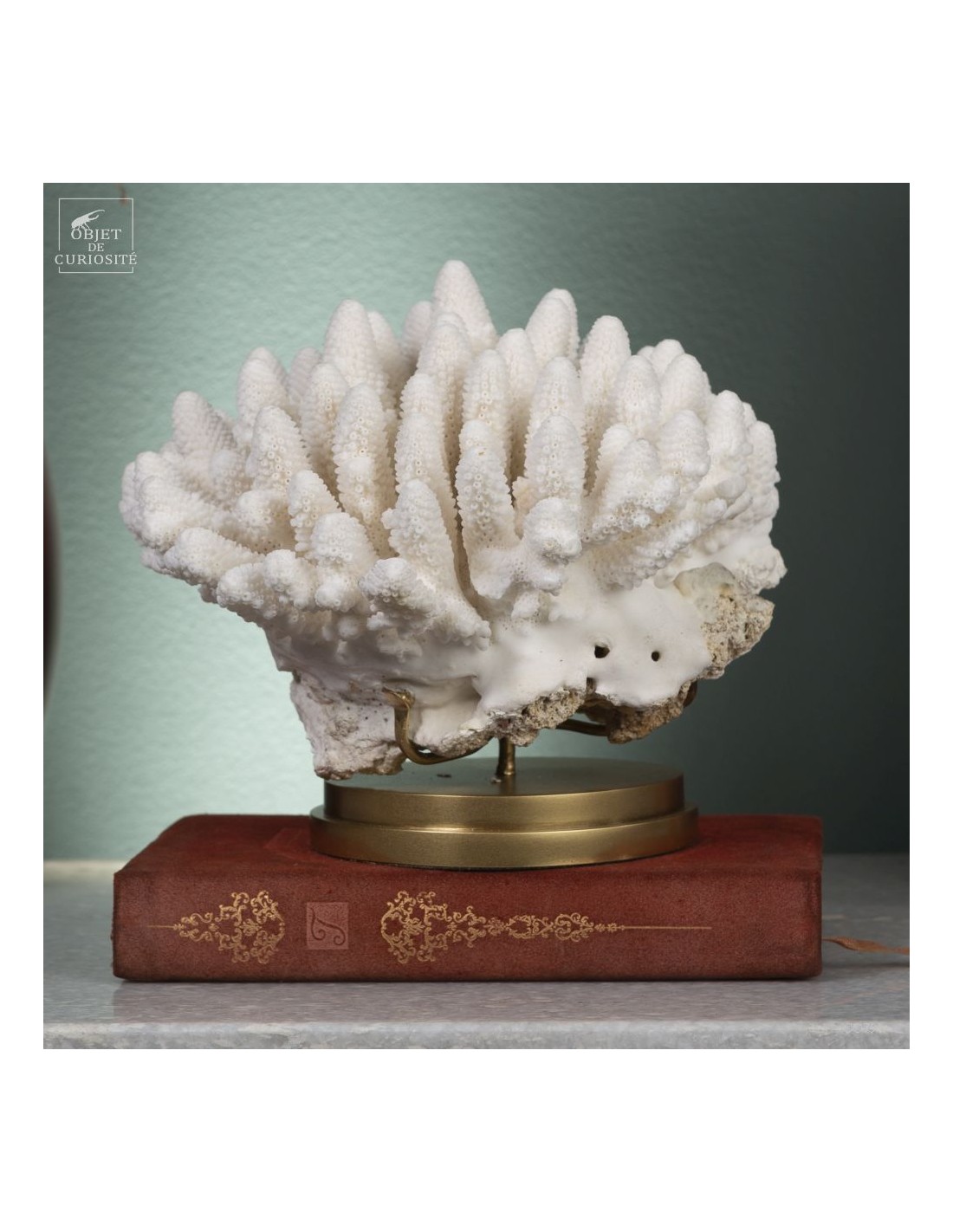 Corail blanc Finger ACROPORA HUMILIS sur laiton