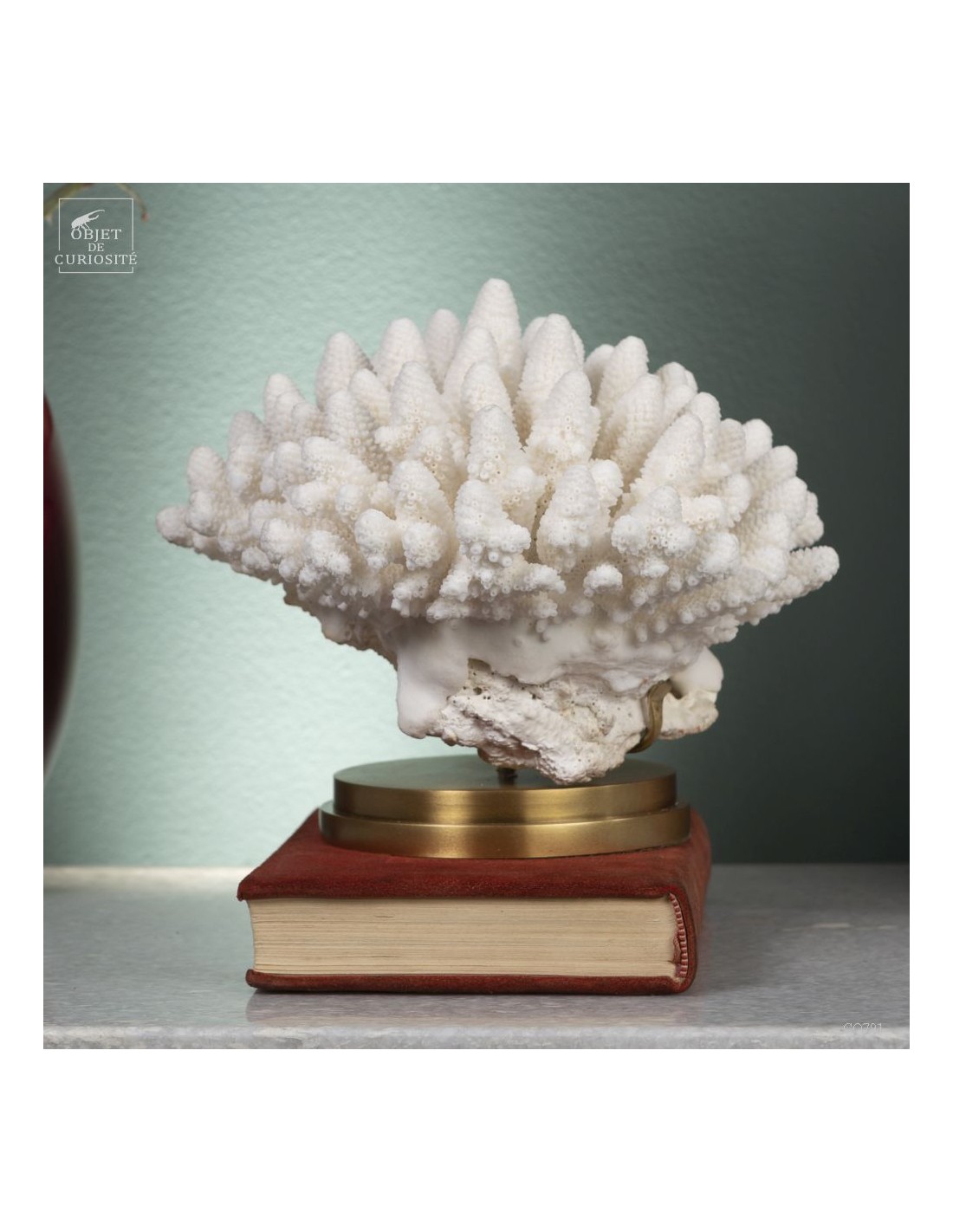 Corail blanc Finger ACROPORA HUMILIS sur laiton