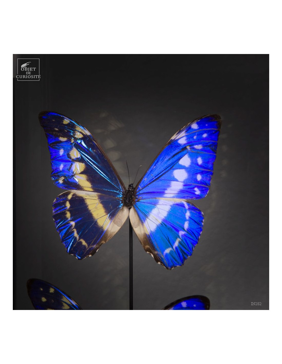 2 Butterflies, MORPHO CYPRIS, in a glass display