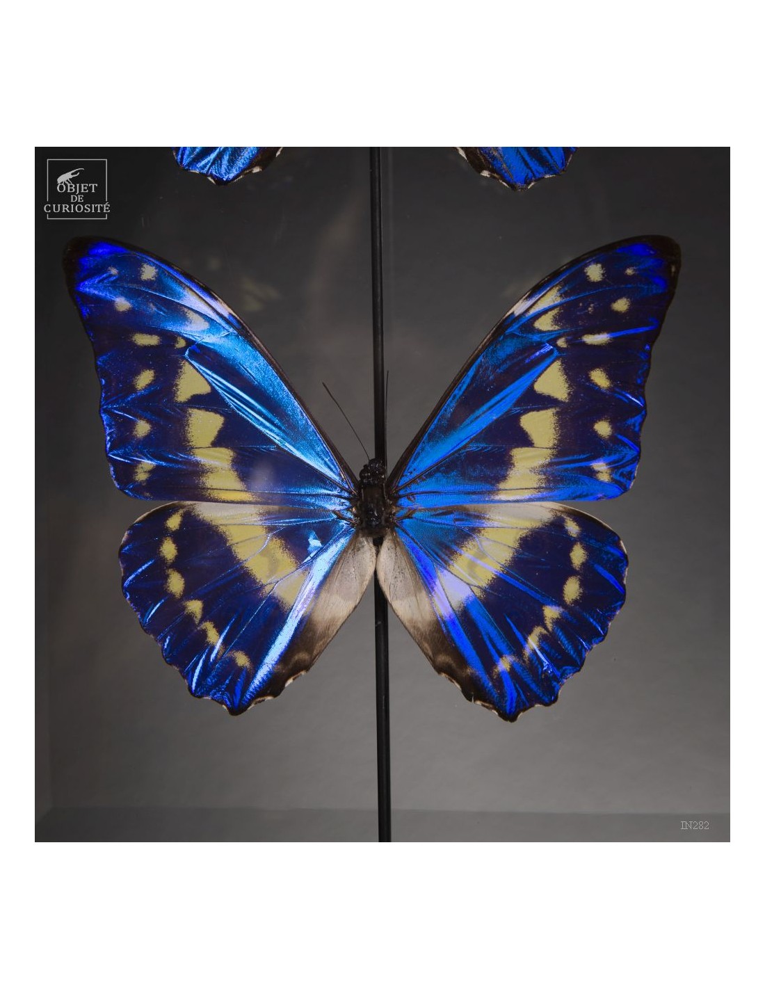 2 Butterflies, MORPHO CYPRIS, in a glass display