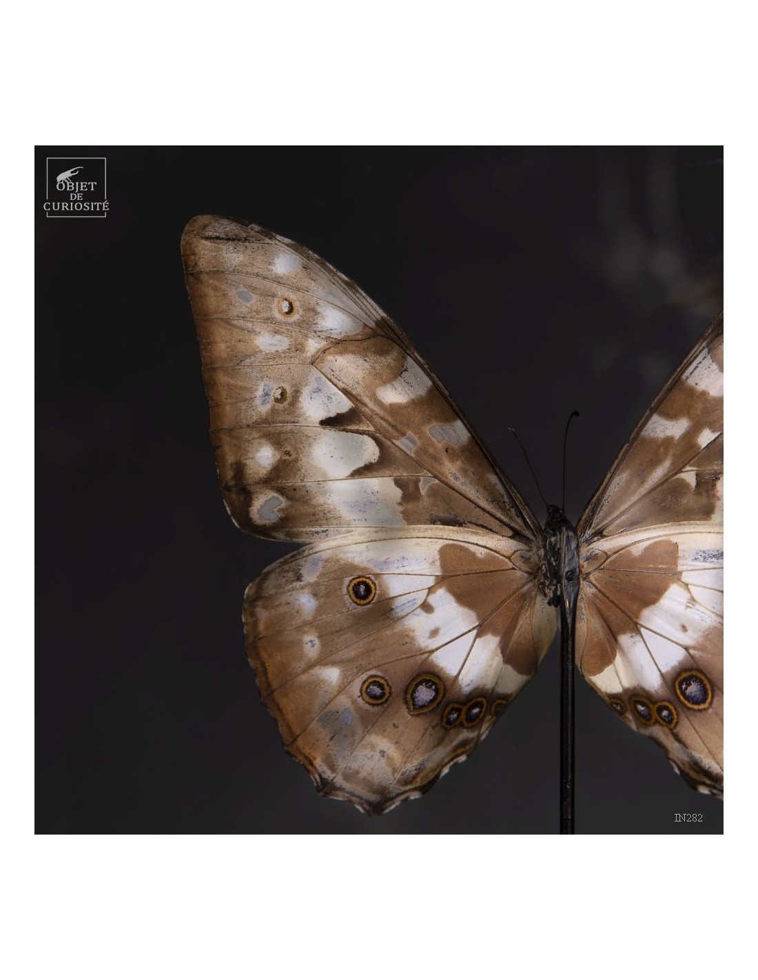 2 Butterflies, MORPHO CYPRIS, in a glass display