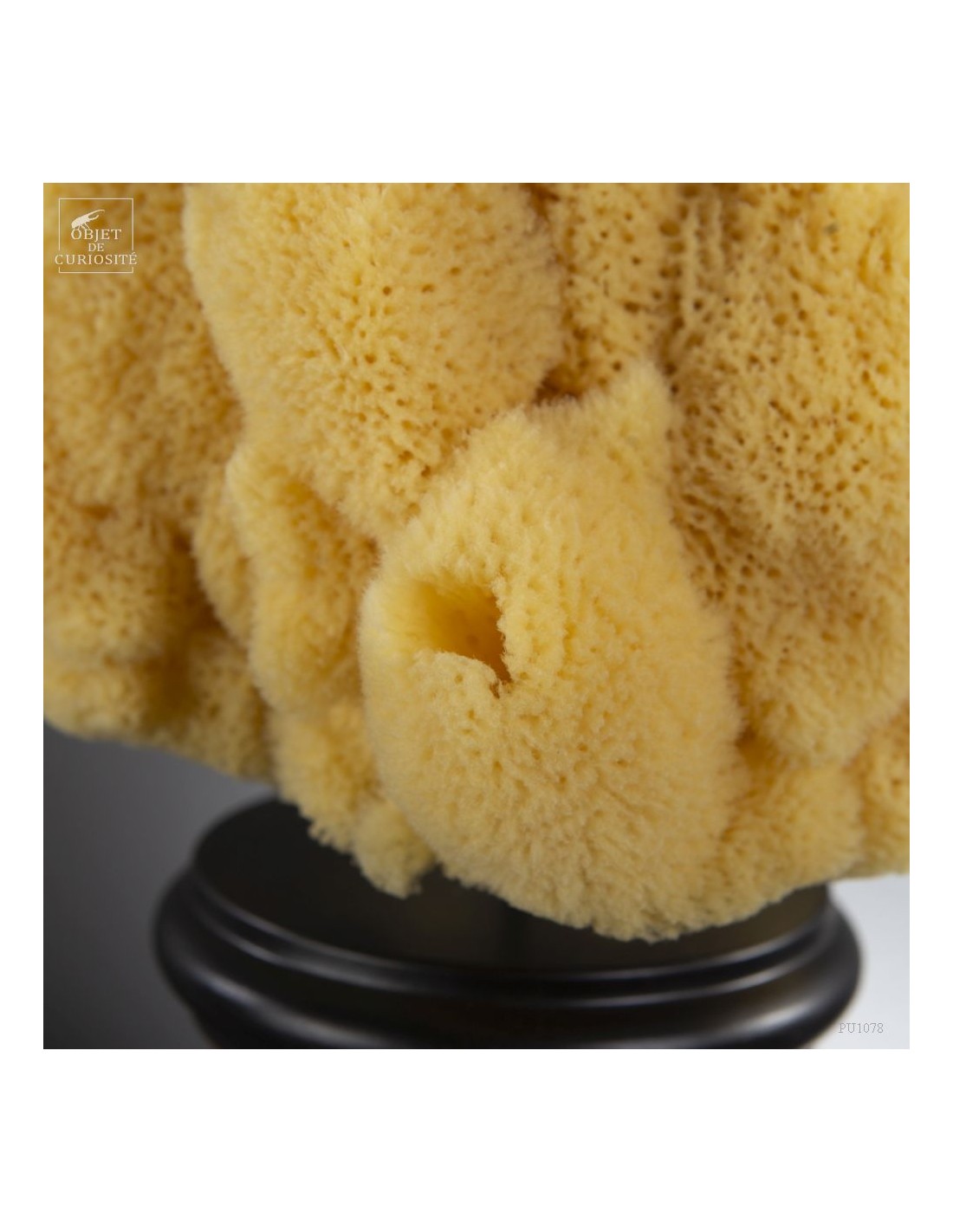 Hardhead sponge on black base