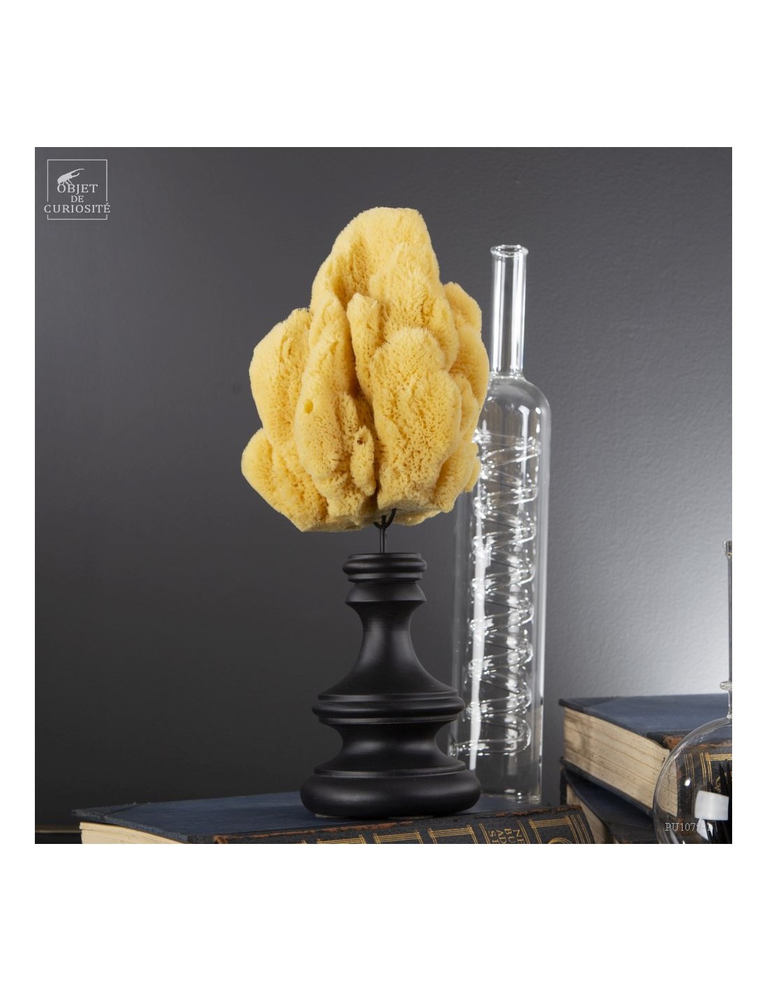 Hardhead sponge on black base