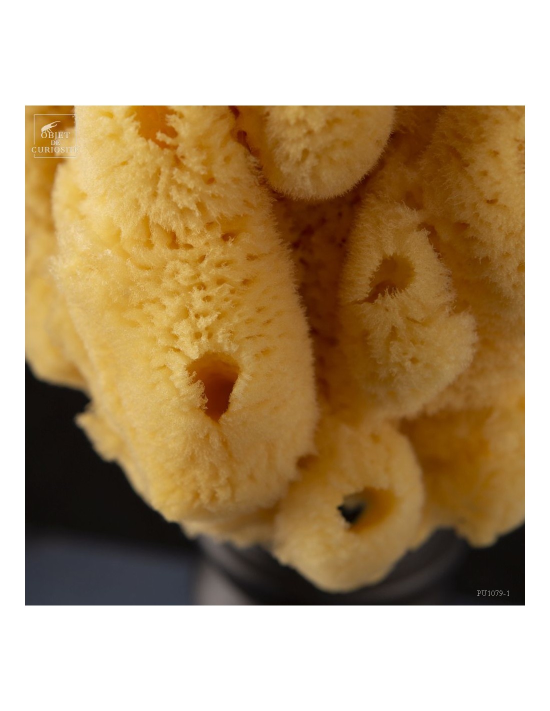 Hardhead sponge on black base