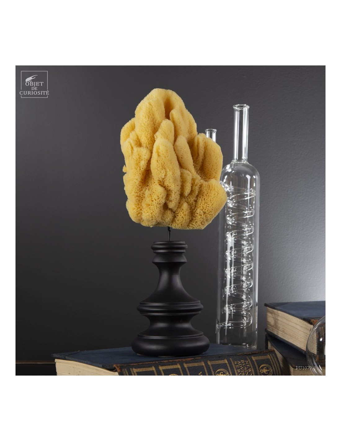 Hardhead sponge on black base