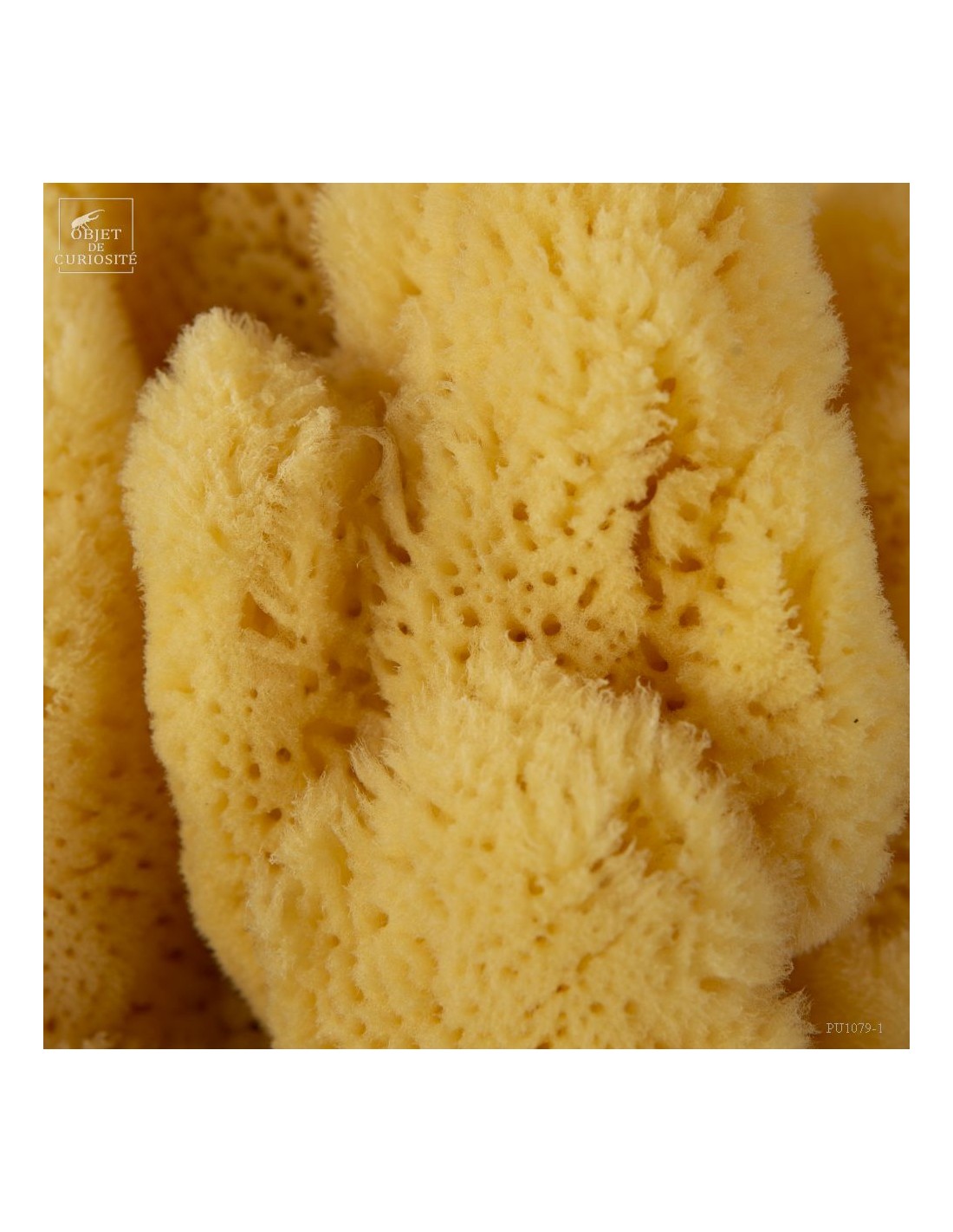 Hardhead sponge on black base