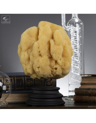 Hardhead sponge on black base