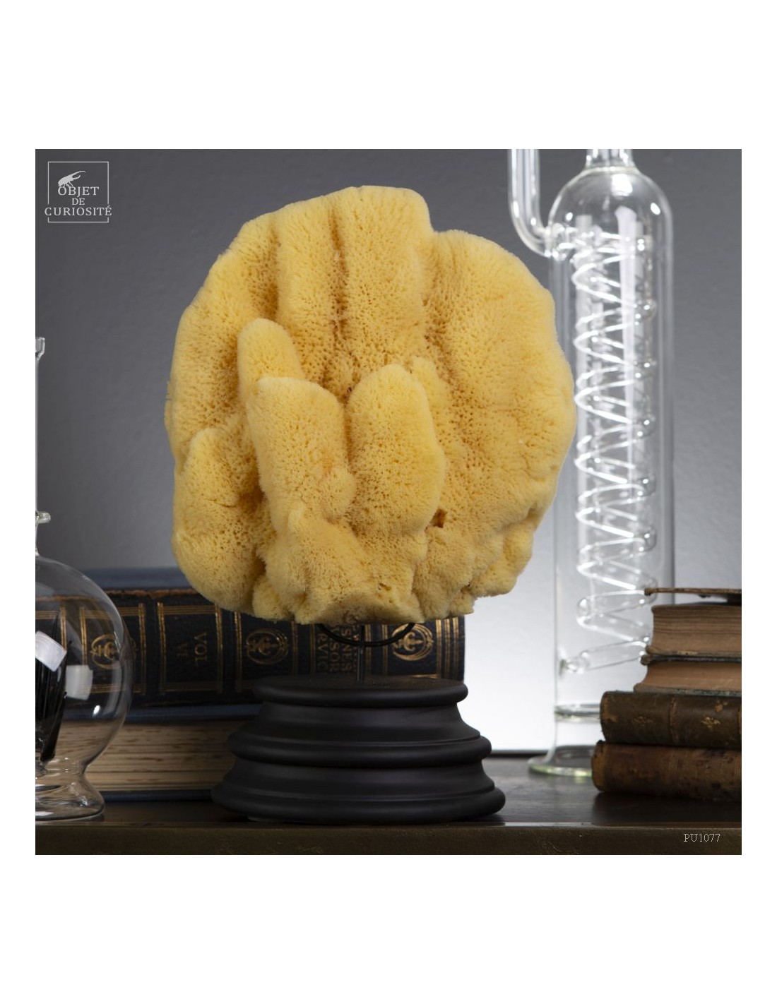 Hardhead sponge on black base