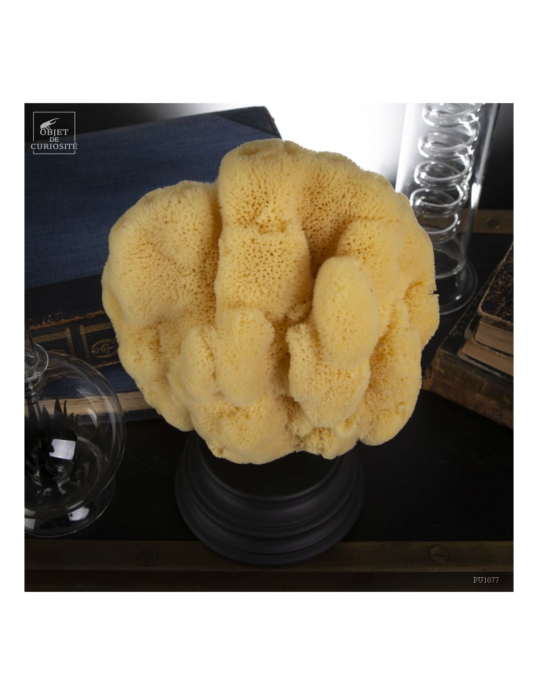 Hardhead sponge on black base