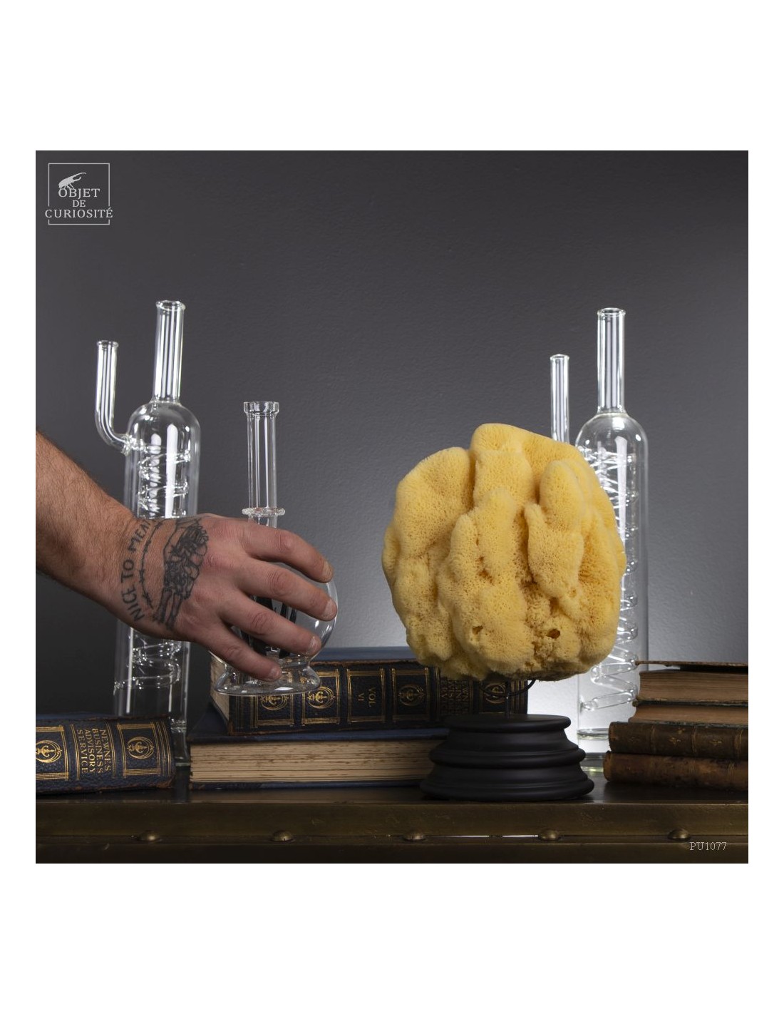 Hardhead sponge on black base