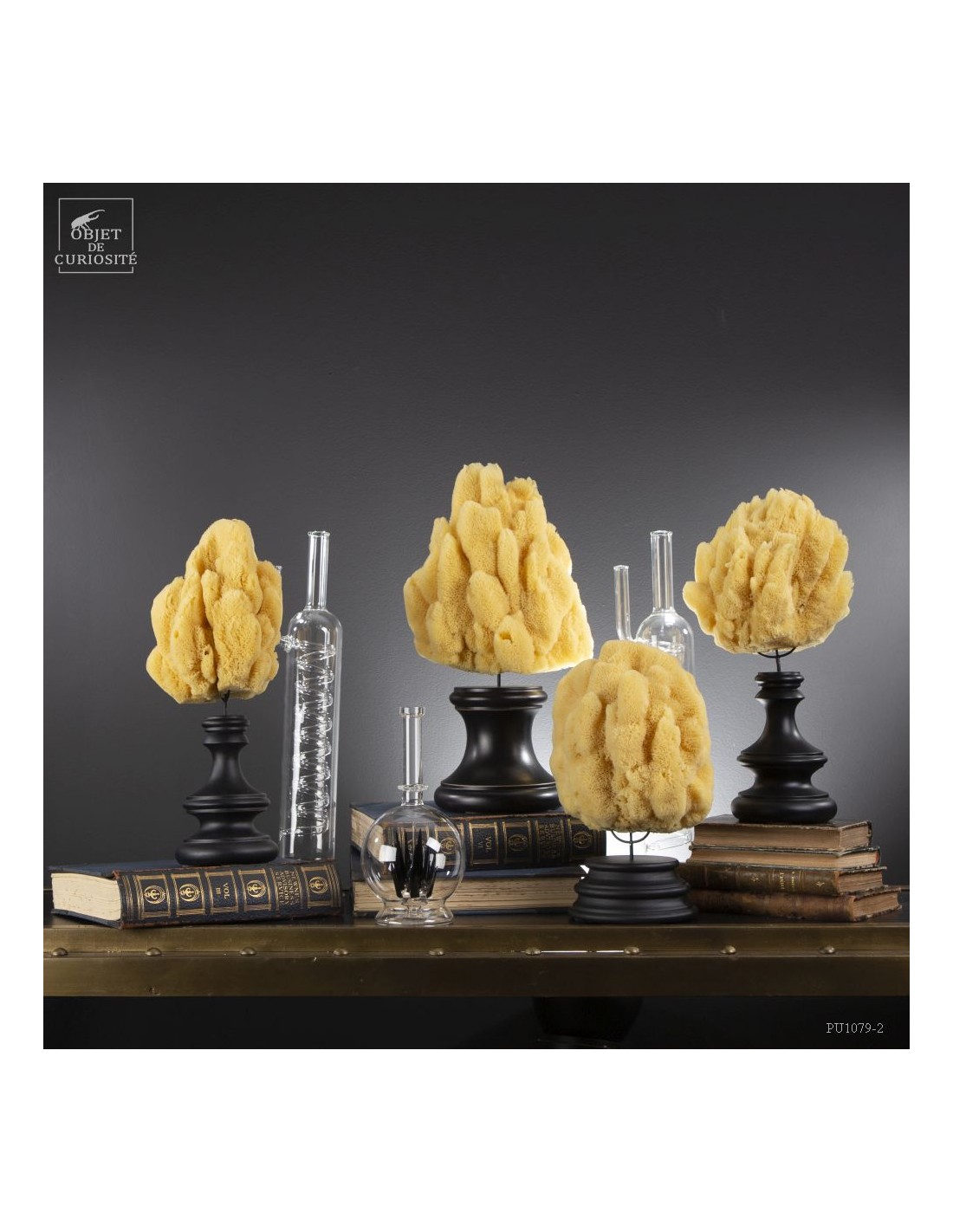 Hardhead sponge on black base