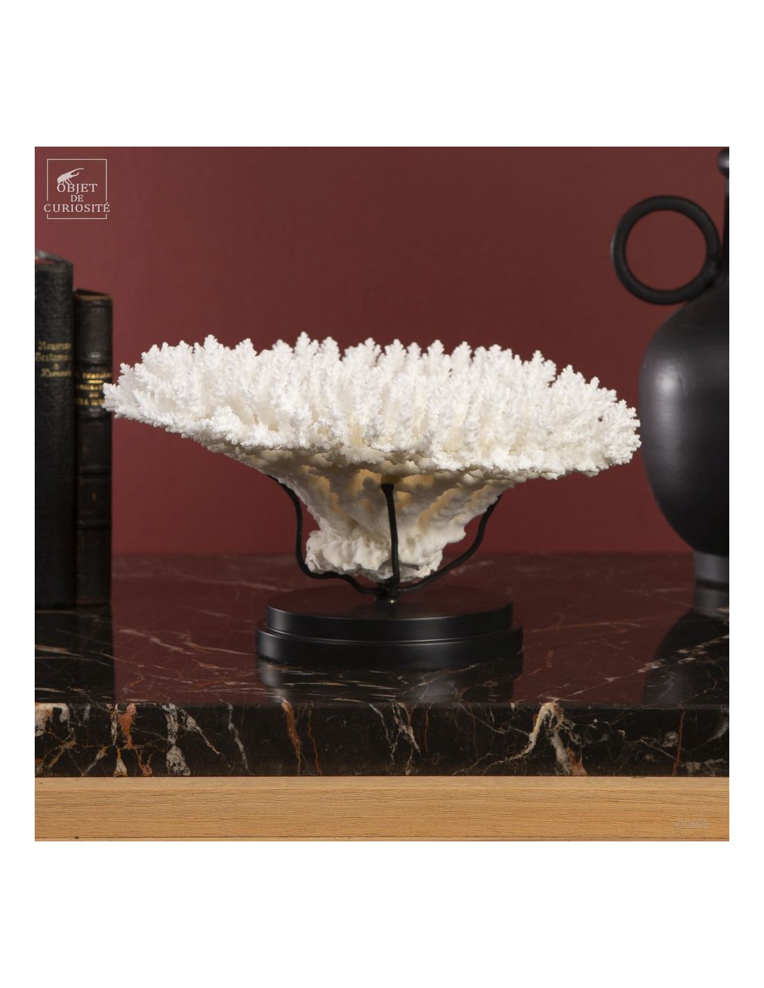 Corail blanc ACROPORA LATISTELLA, base noire