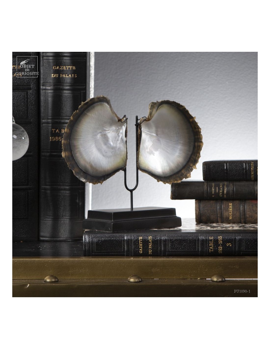 Full Raw Pearl Oyster -PINCTADA RADIATA- on black base