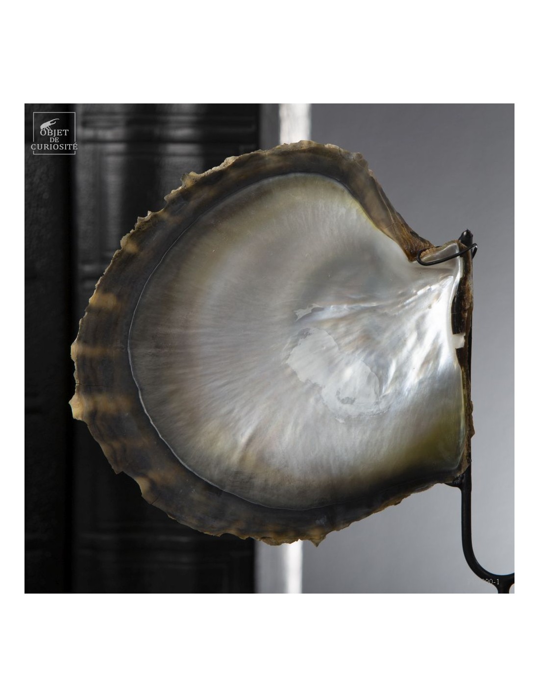 Huitre perlière brute complète -PINCTADA RADIATA-