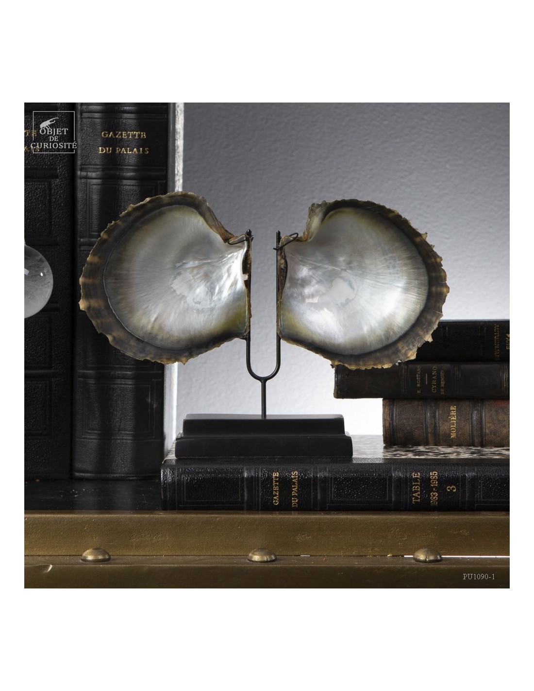 Full Raw Pearl Oyster -PINCTADA RADIATA- on black base