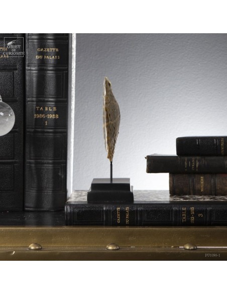 Huitre perlière brute complète -PINCTADA RADIATA-