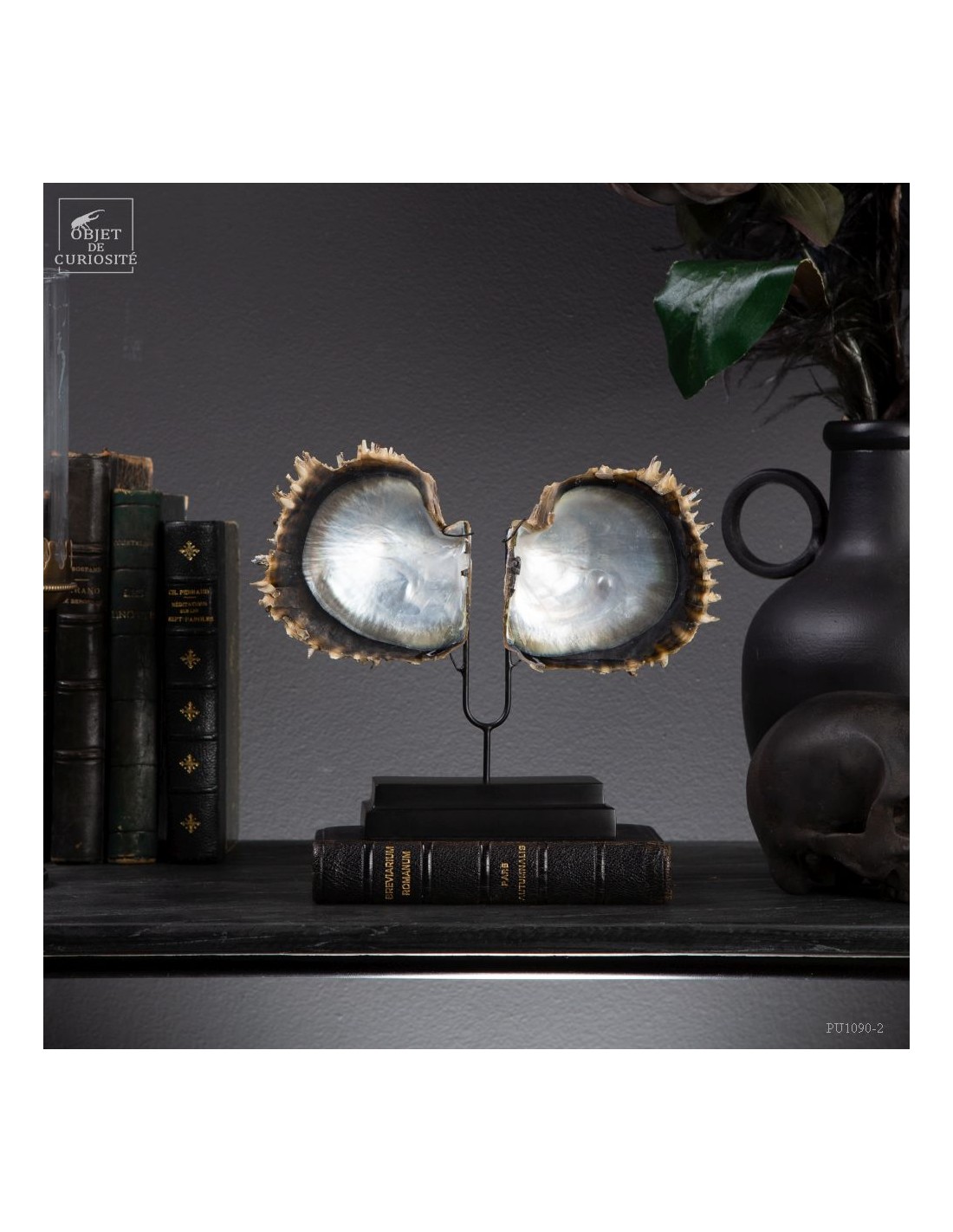 Full Raw Pearl Oyster -PINCTADA RADIATA- on black base