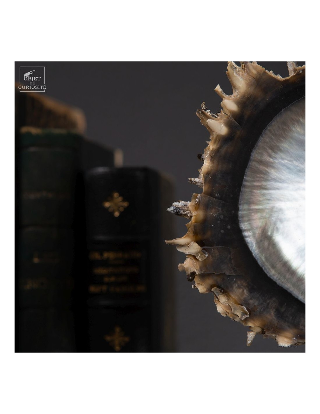 Huitre perlière brute complète -PINCTADA RADIATA-