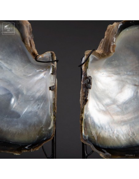 Huitre perlière brute complète -PINCTADA RADIATA-