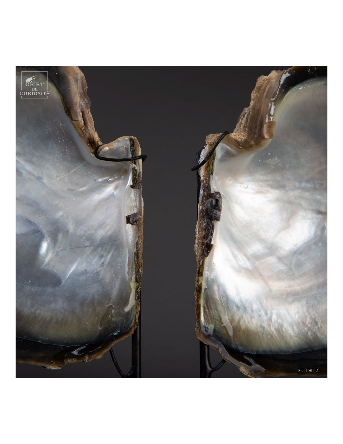 Huitre perlière brute complète -PINCTADA RADIATA-