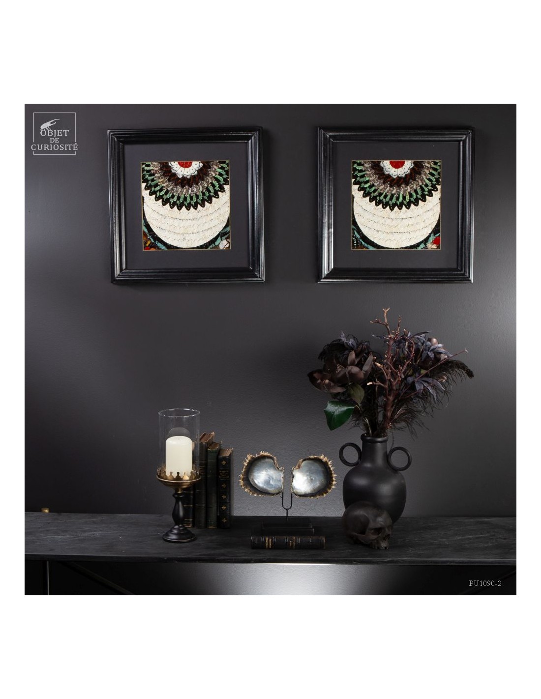 Full Raw Pearl Oyster -PINCTADA RADIATA- on black base