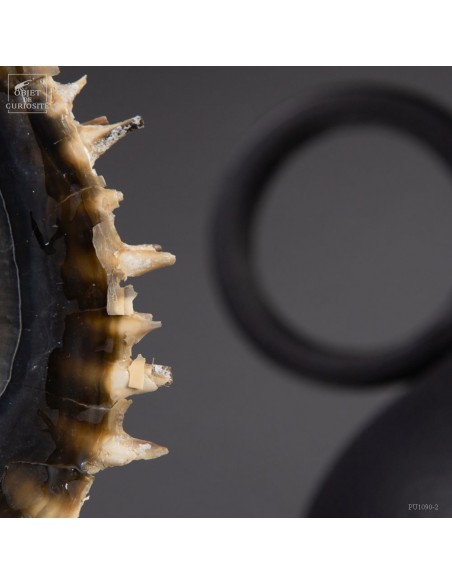 Huitre perlière brute complète -PINCTADA RADIATA-