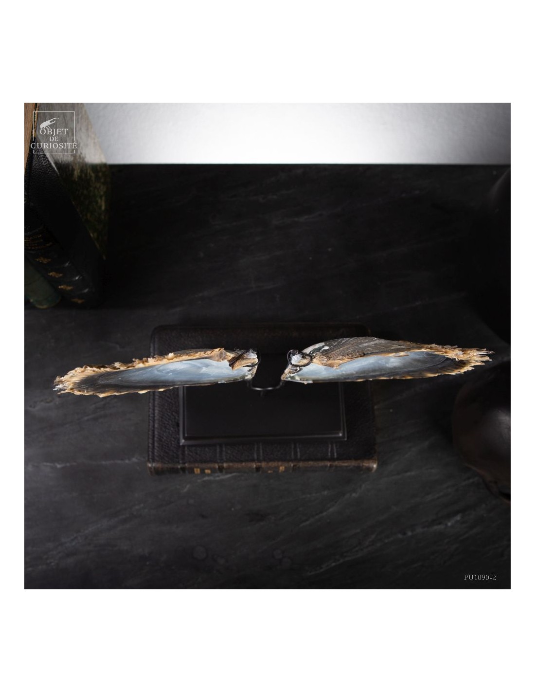 Huitre perlière brute complète -PINCTADA RADIATA-