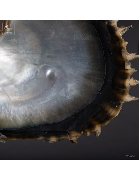 Huitre perlière brute complète -PINCTADA RADIATA-