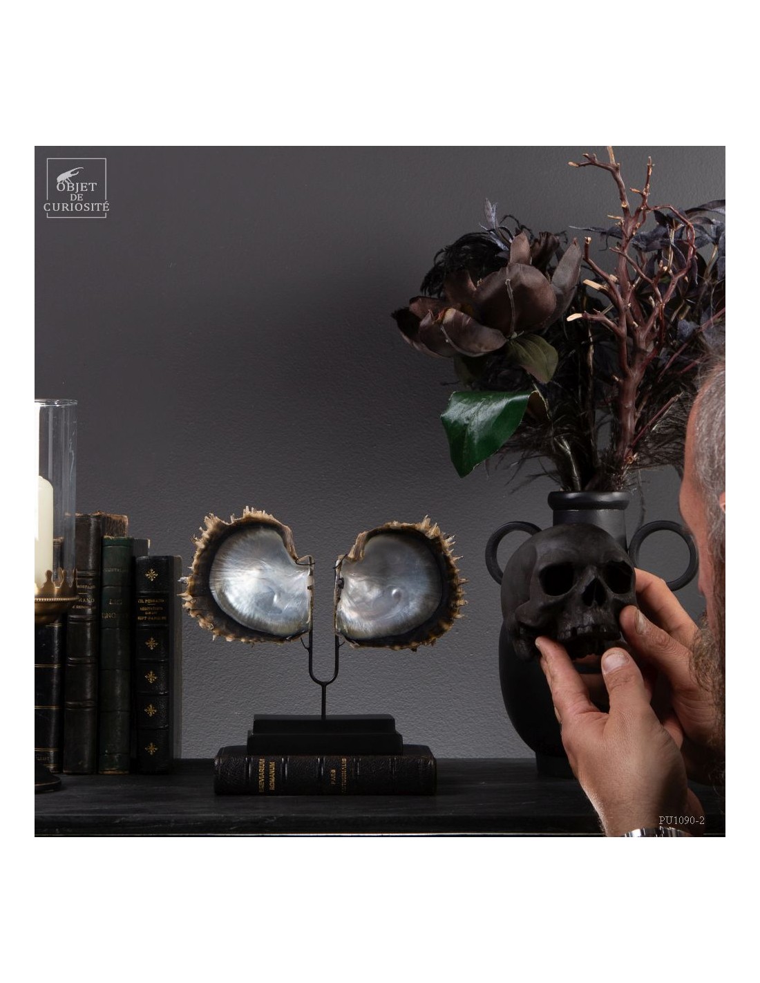 Full Raw Pearl Oyster -PINCTADA RADIATA- on black base