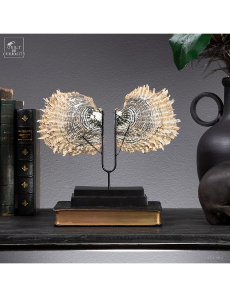 Huitre perlière brute complète -PINCTADA RADIATA-