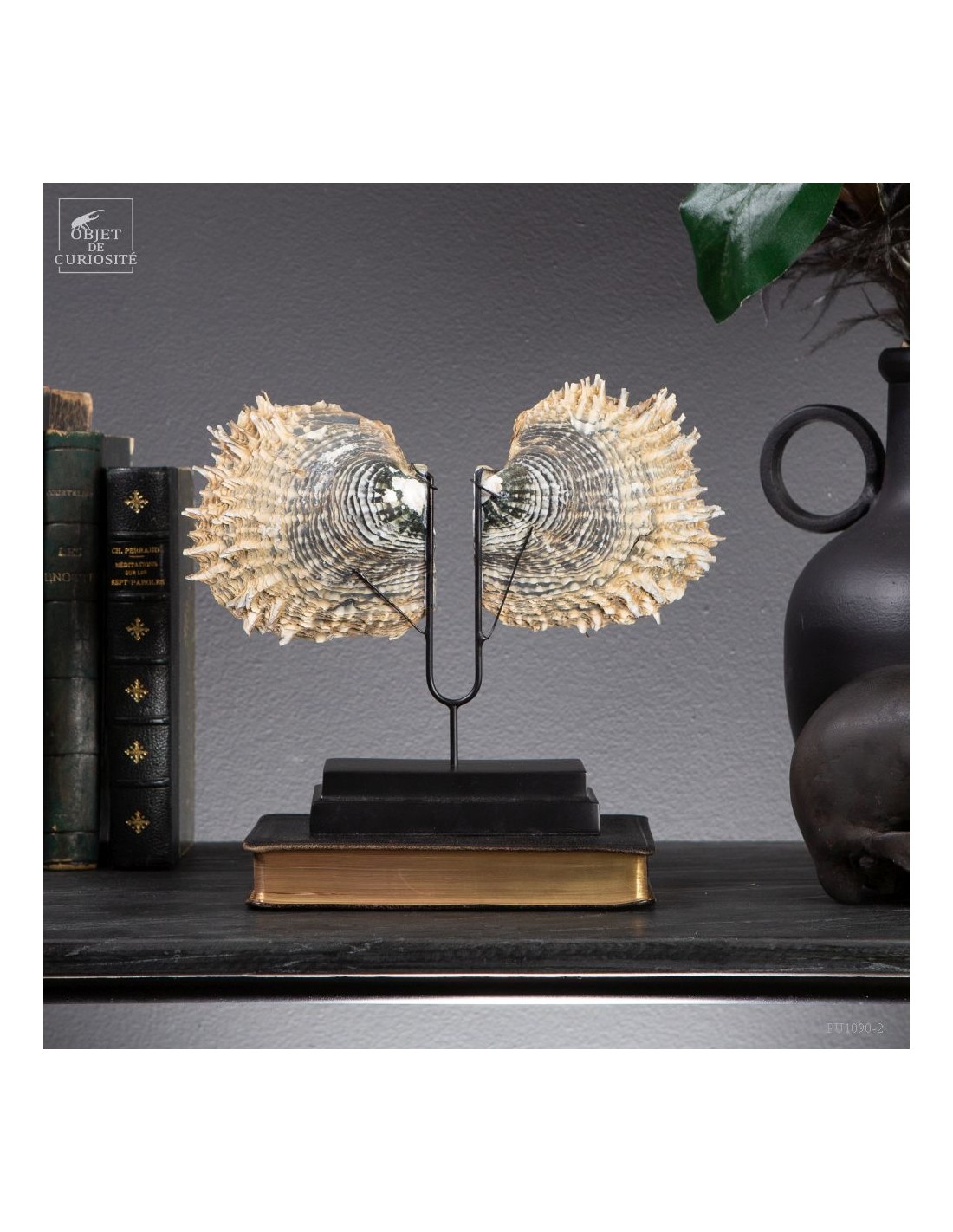 Full Raw Pearl Oyster -PINCTADA RADIATA- on black base