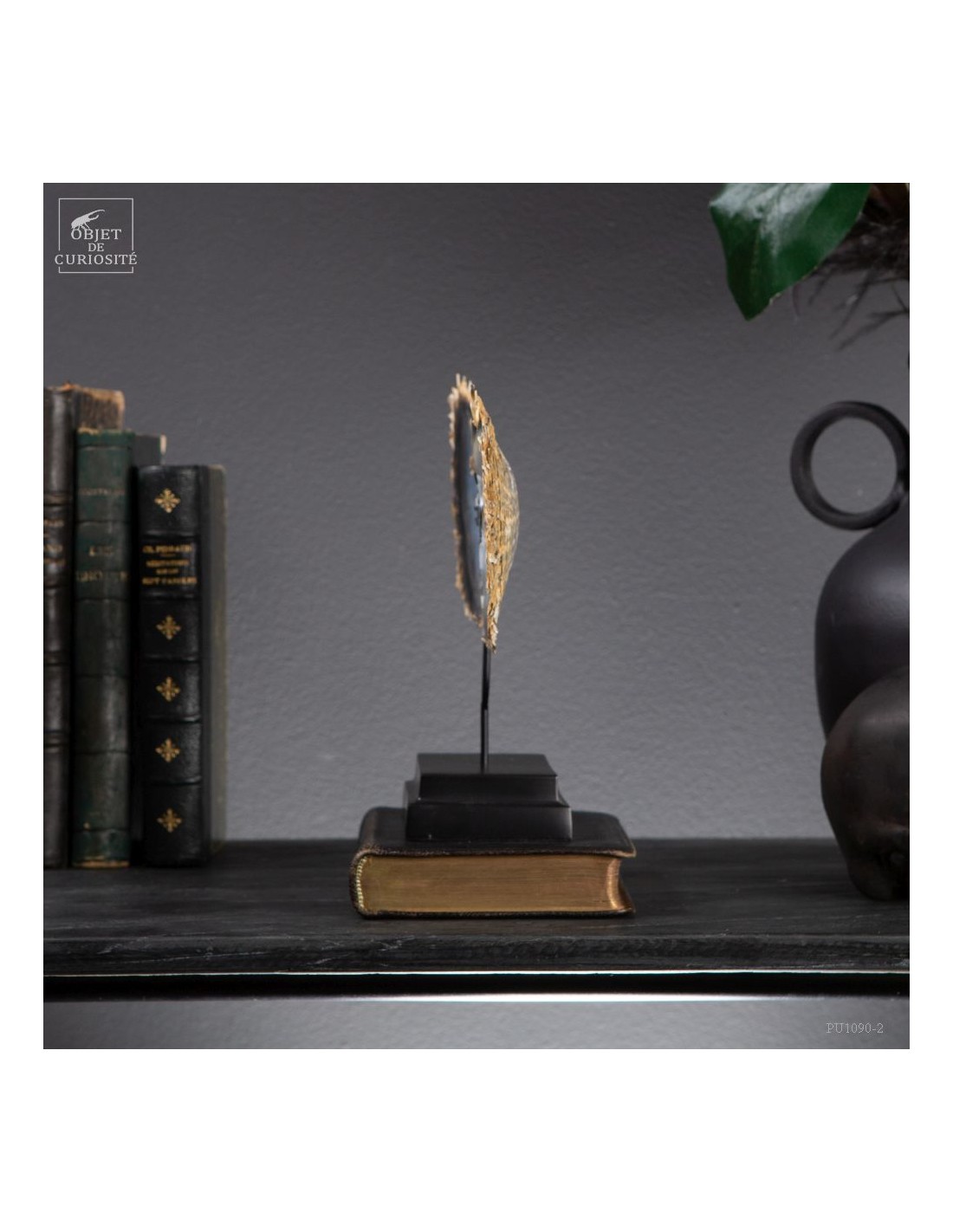 Full Raw Pearl Oyster -PINCTADA RADIATA- on black base