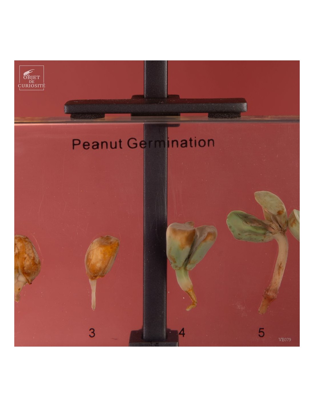 Peanut germination in 6 steps