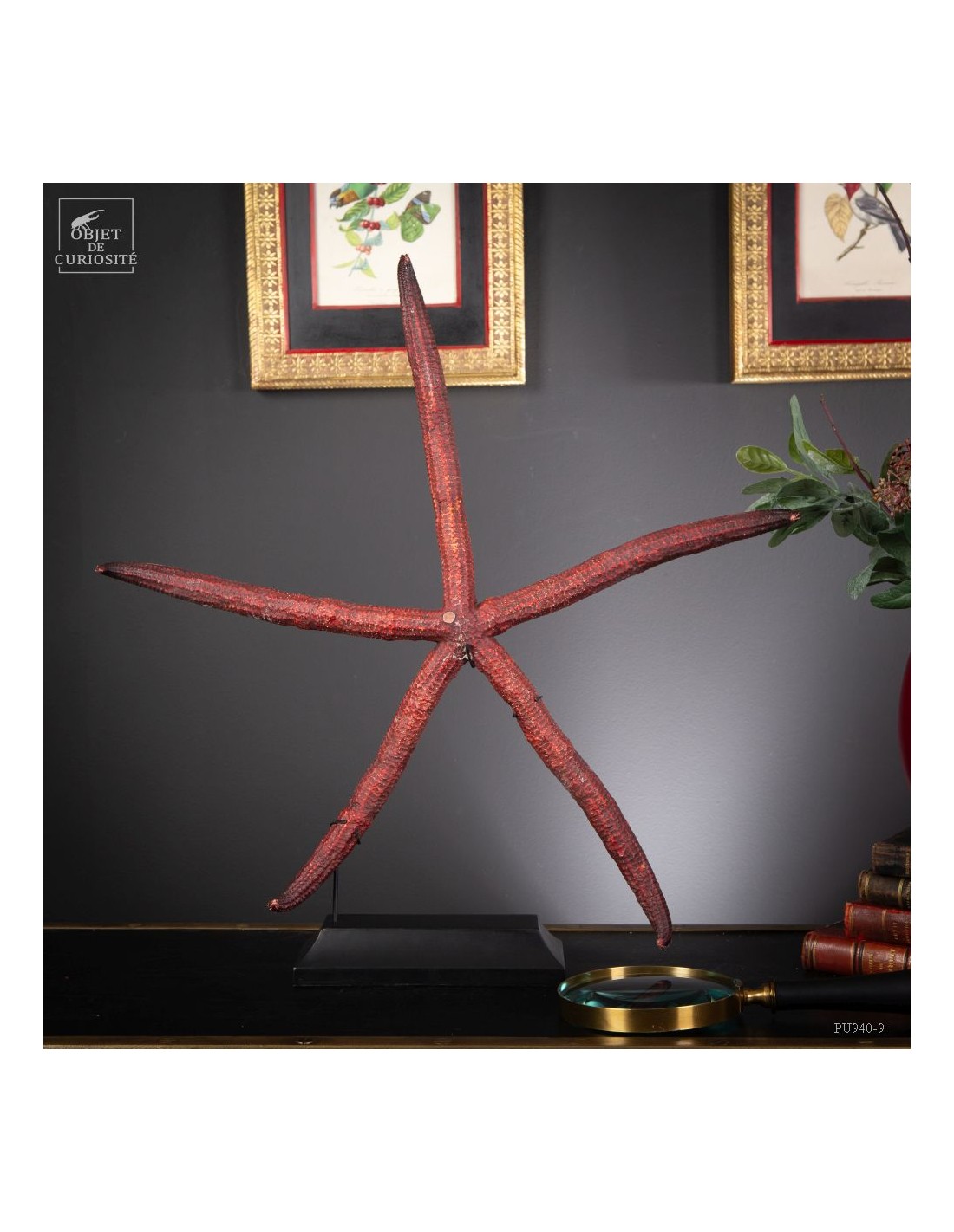 Giant LINCKIA sp. starfish