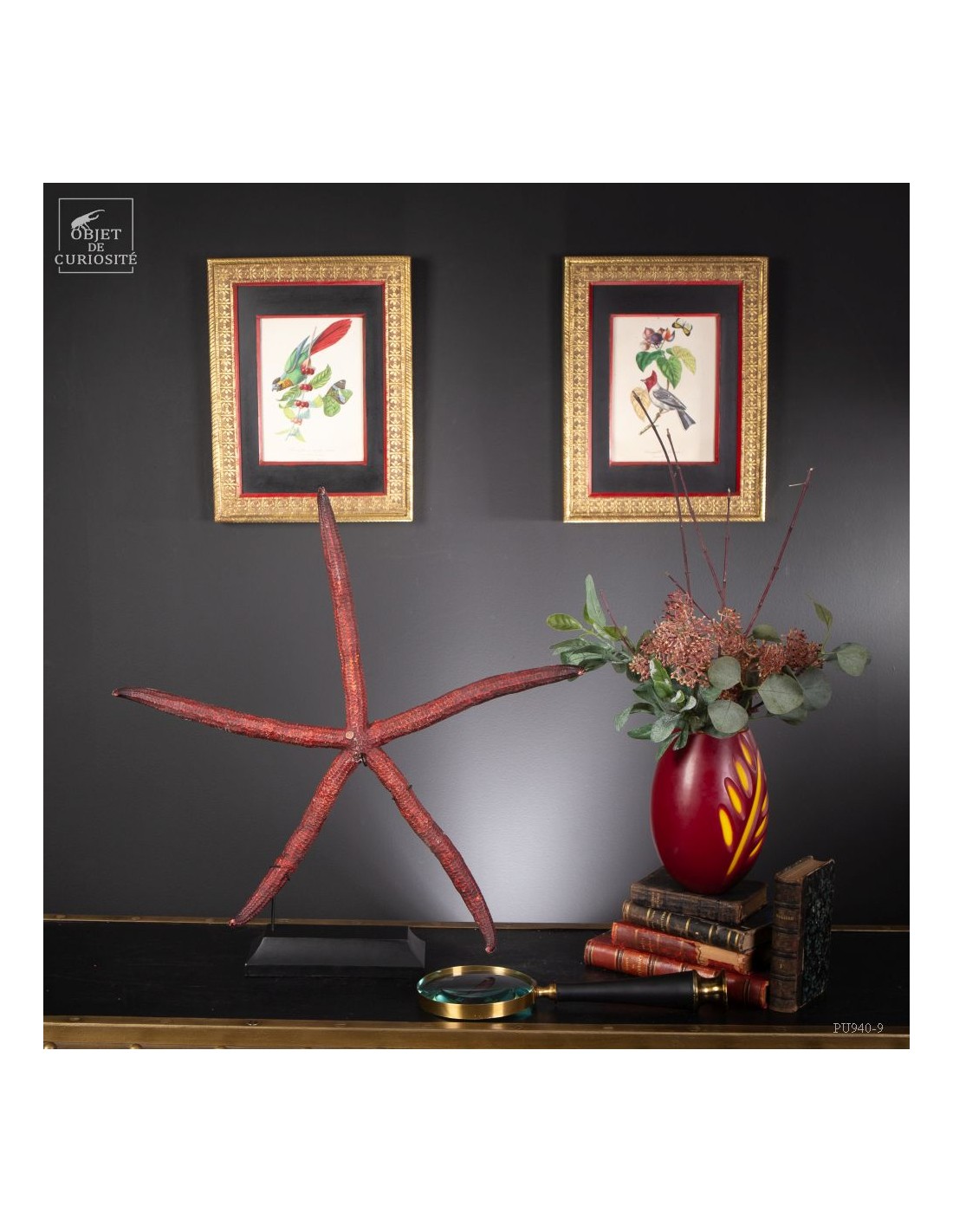 Giant LINCKIA sp. starfish