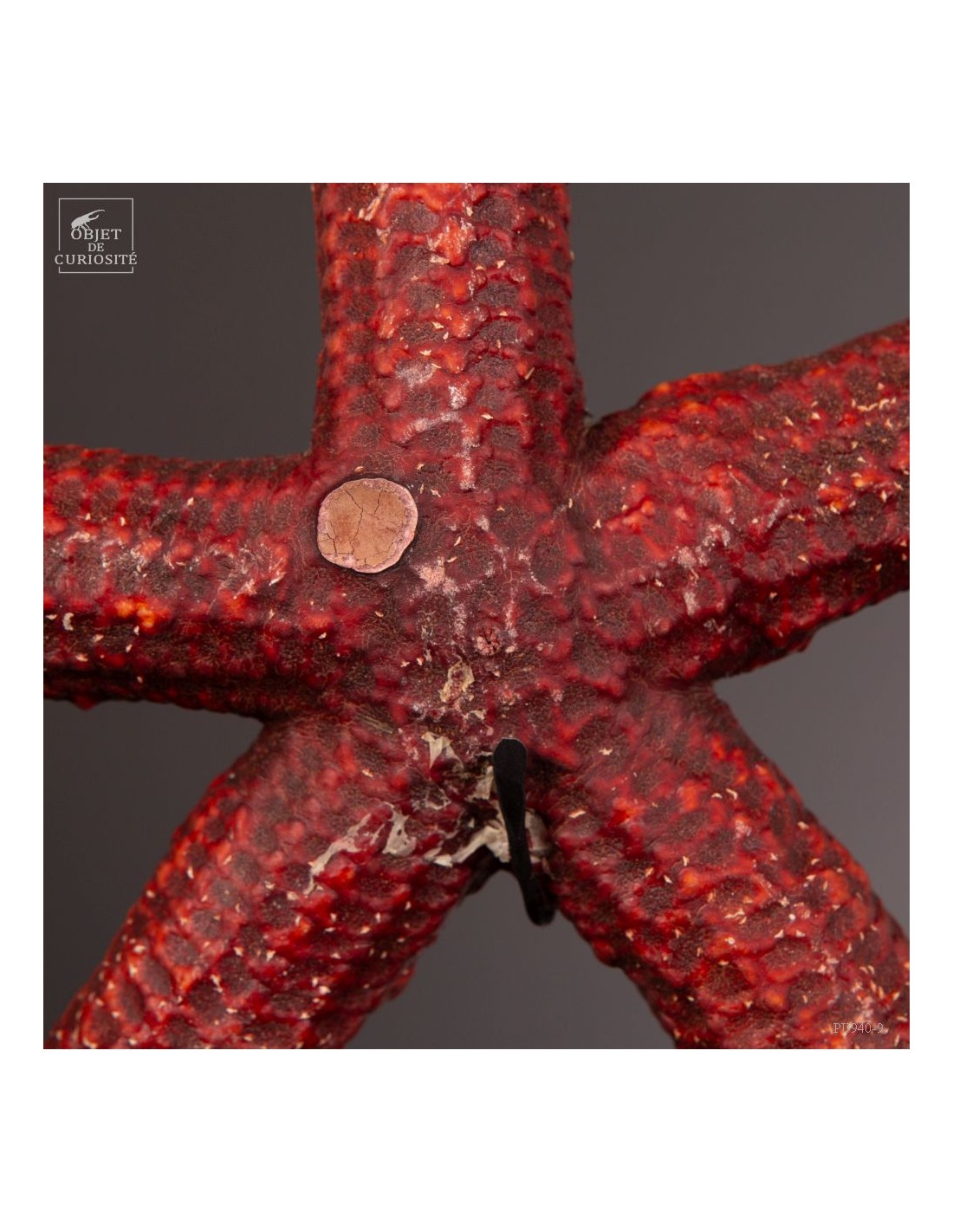 Giant LINCKIA sp. starfish