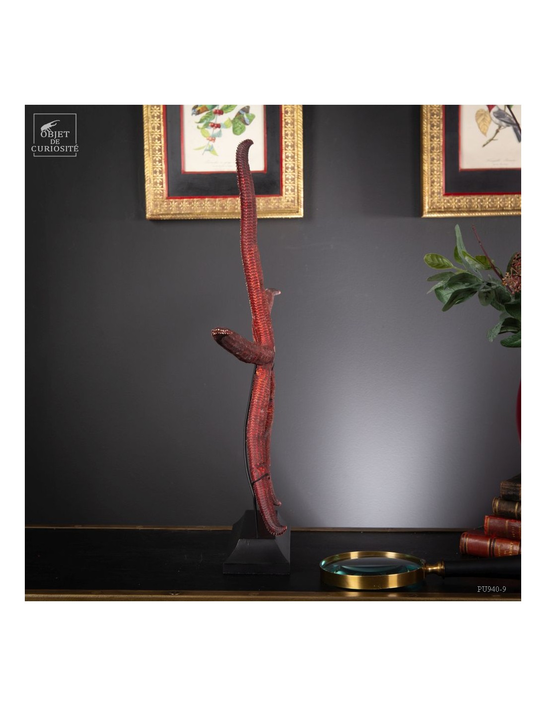 Giant LINCKIA sp. starfish