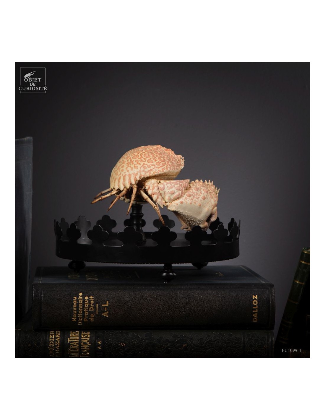 CALAPPA Japonica under round glass globe