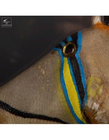 taxidermy of RHINECANTHUS ASSASI fish