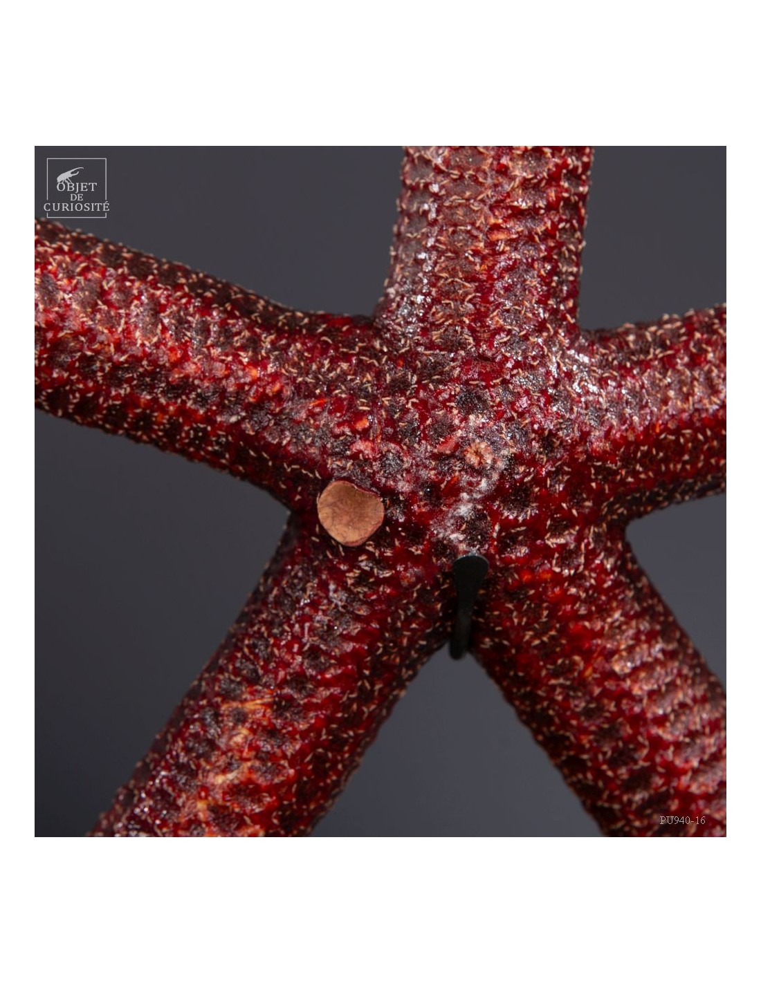 Starfish LINCKIA LAEVIGATA grey