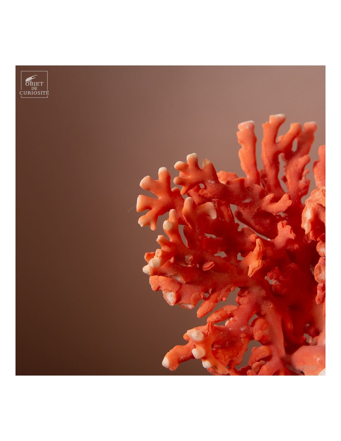 Colored coral from Madagascar -Distichopora spp.- (1kg)