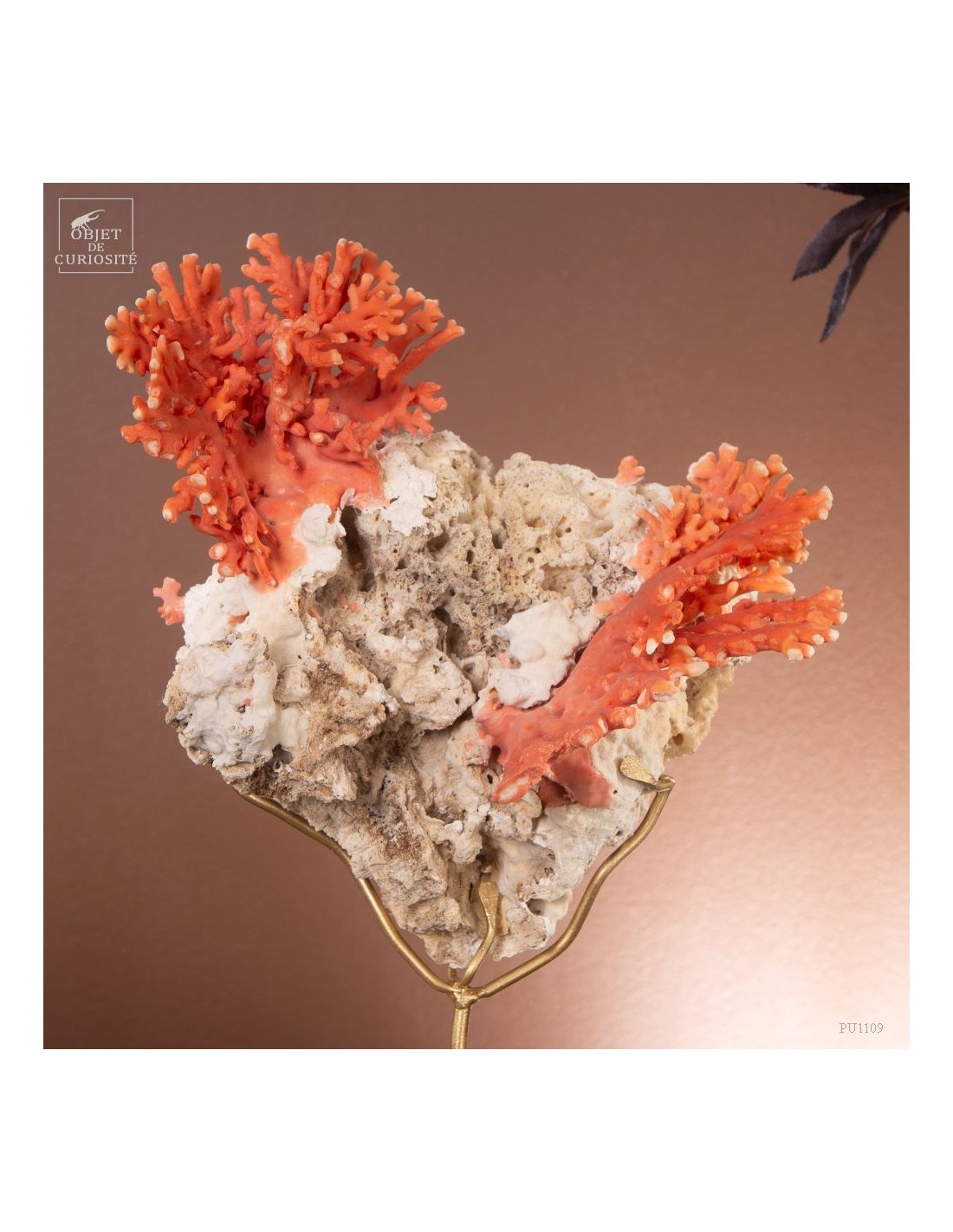 Corail coloré de Madagascar -Distichopora spp.- (1kg)