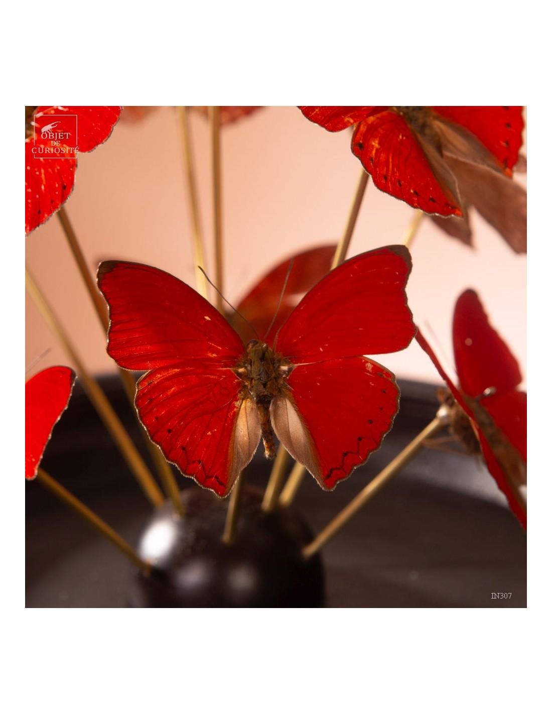 10 CYMOTHOE SANGARIS Butterflies – Central Africa