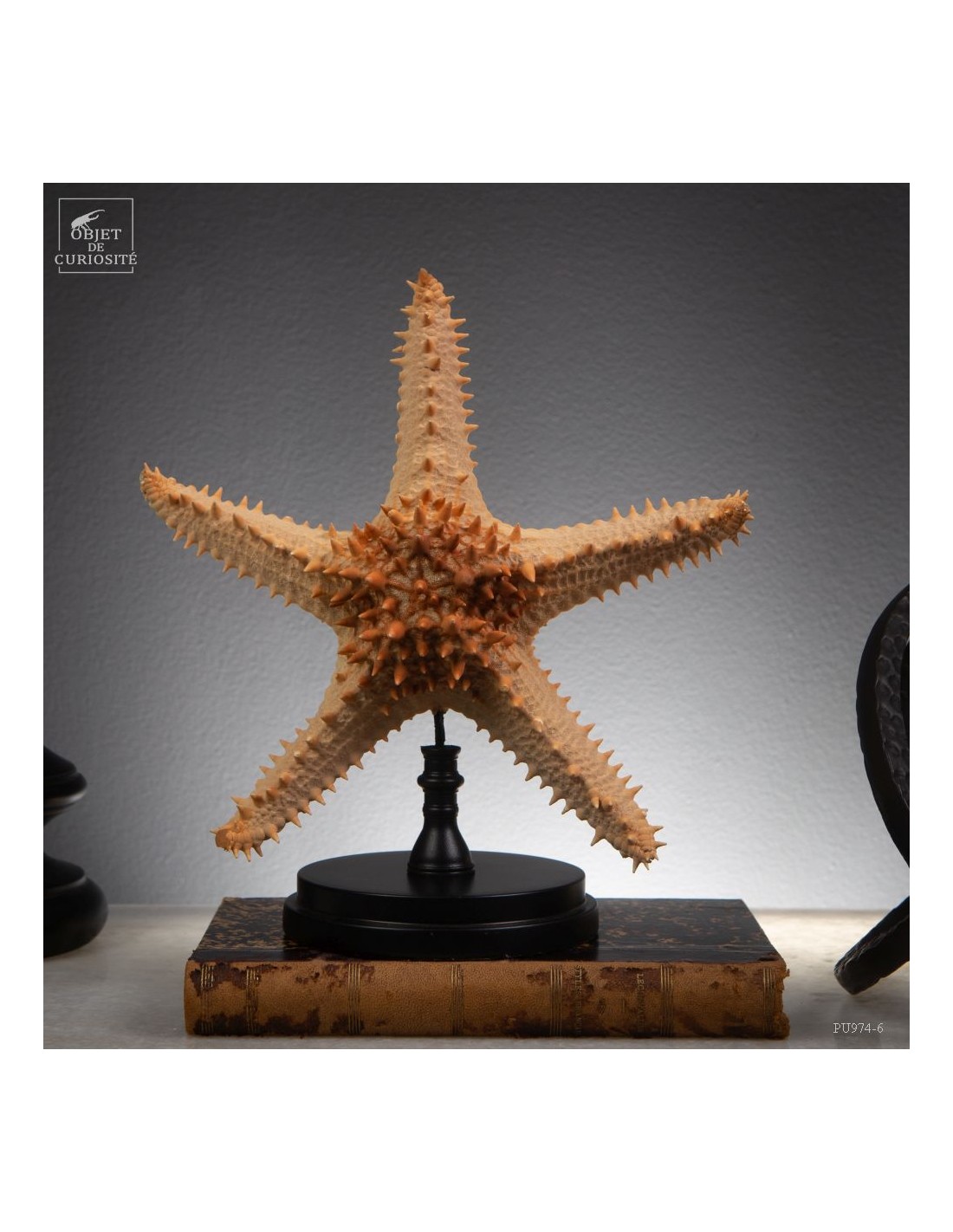 Pentaceraster starfish on a round base