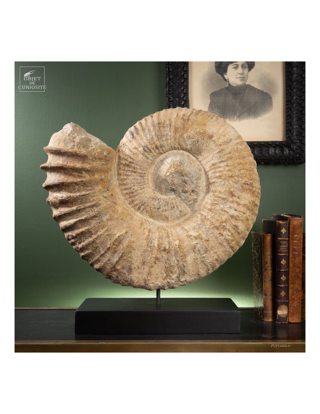 Large Cretaceous ammonite on black metal stand.
